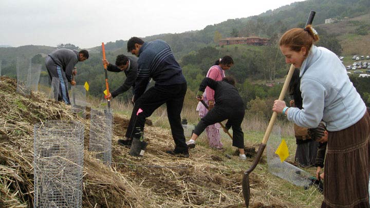 Planting Trees Worldwide Amma Org